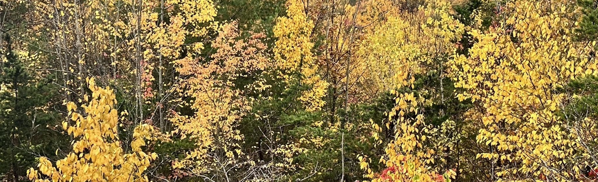 Panther Run Trail, Pennsylvania - 72 Reviews, Map | AllTrails