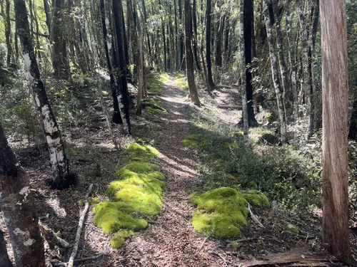 10 Best Hikes and Trails in Victoria Forest Park | AllTrails