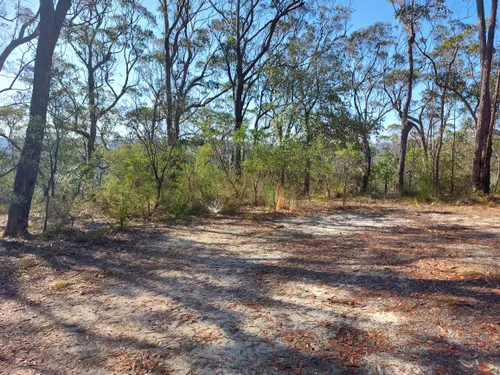 Best Hikes and Trails in Ourimbah State Forest | AllTrails