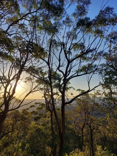 Best Hikes and Trails in Ourimbah State Forest | AllTrails