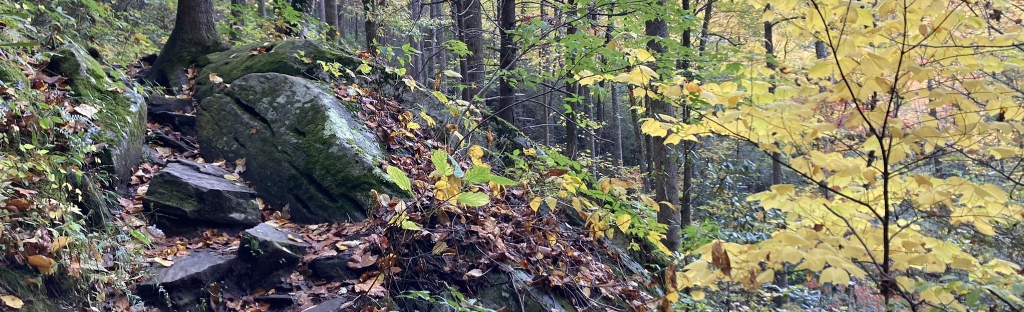 Slick Rock Falls Trail, North Carolina - 203 Reviews, Map | AllTrails