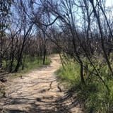 Manly Dam Loop, New South Wales, Australia - 909 Reviews, Map | AllTrails