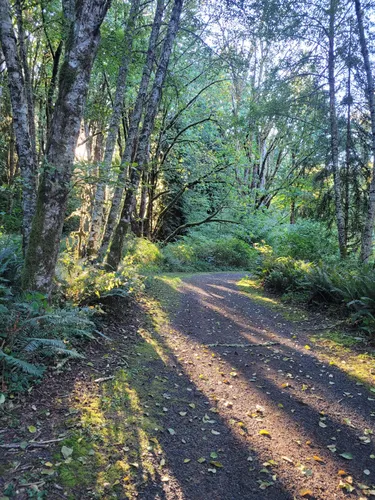 Best Hikes and Trails in Mossyrock Park | AllTrails