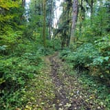 Mossyrock Nature Trail, Washington - 24 Reviews, Map | AllTrails