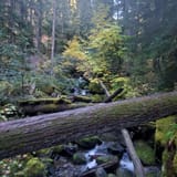 Silver Falls Loop, Washington - 2,822 Reviews, Map | AllTrails