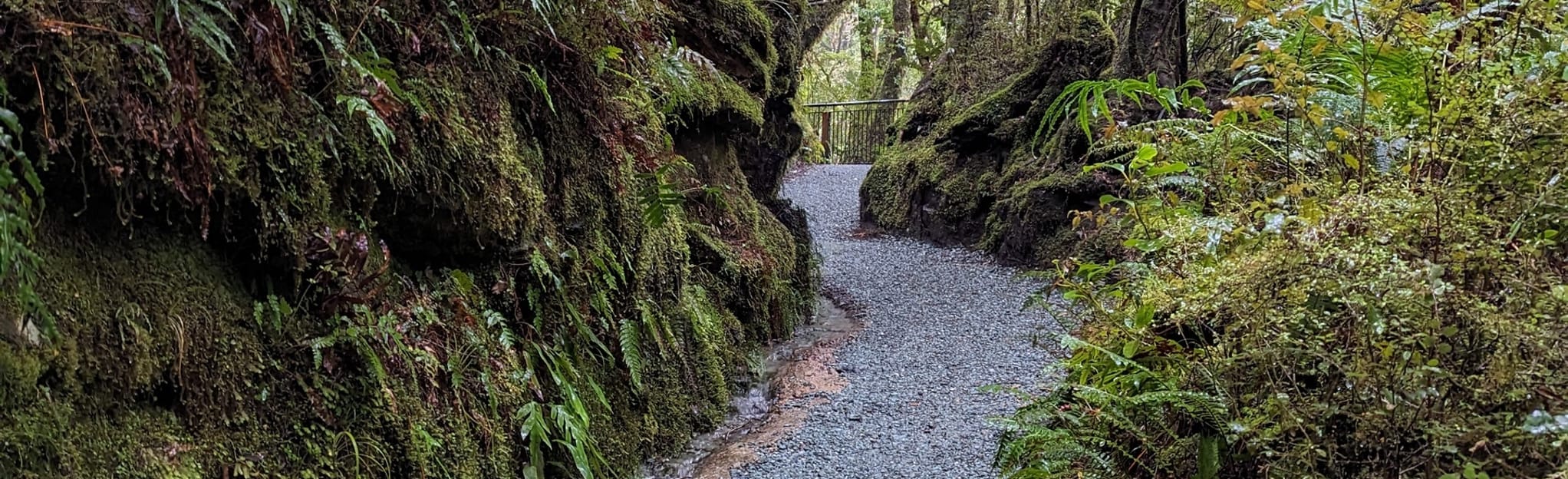 The Chasm Walk: 63 fotos - Southland, Nova Zelândia | AllTrails