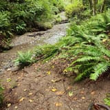 Stephenson Canyon Greenway, Washington - 71 Reviews, Map | AllTrails