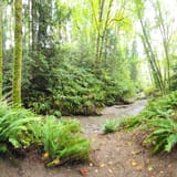 Stephenson Canyon Greenway, Washington - 71 Reviews, Map | AllTrails