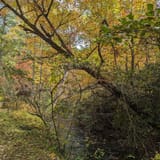 Hard Times Loop, North Carolina - 1,232 Reviews, Map | AllTrails