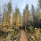 Mer Bleue Bog Trail, Ontario, Canada - 486 Reviews, Map | AllTrails