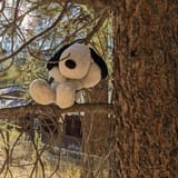 Alpine Pedal Path Trail, California - 768 Reviews, Map | AllTrails