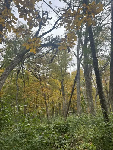 Best Hikes and Trails in Wolf Oak Woods Preserve | AllTrails