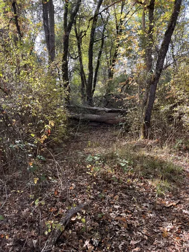 2023 Best Forest Trails in Eagle Point | AllTrails