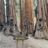 Circle Meadow Loop via Congress and General Sherman Tree Trail ...