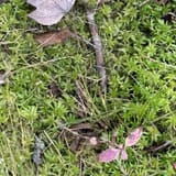 Quaking Bog Loop, Minnesota - 465 Reviews, Map | AllTrails