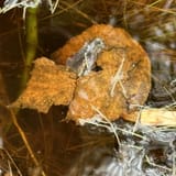 Quaking Bog Loop, Minnesota - 465 Reviews, Map | AllTrails