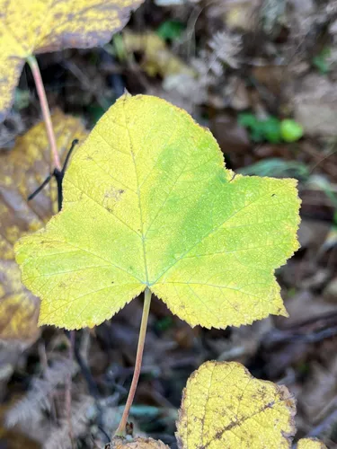 Best Hikes and Trails in Hauser Conservation Area | AllTrails