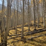 Inner Basin Trail, Arizona - 881 Reviews, Map | AllTrails