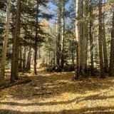 Inner Basin Trail, Arizona - 881 Reviews, Map | AllTrails