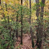 Quebec Run Outer Loop, Pennsylvania - 348 Reviews, Map | AllTrails