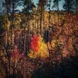 Triple Tree Trail, Montana - 1,121 Reviews, Map | AllTrails