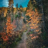 Triple Tree Trail, Montana - 1,121 Reviews, Map | AllTrails