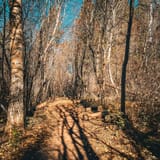 Triple Tree Trail, Montana - 1,121 Reviews, Map | AllTrails