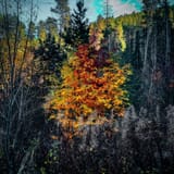 Triple Tree Trail, Montana - 1,121 Reviews, Map | AllTrails