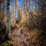 Triple Tree Trail, Montana - 1,121 Reviews, Map | AllTrails