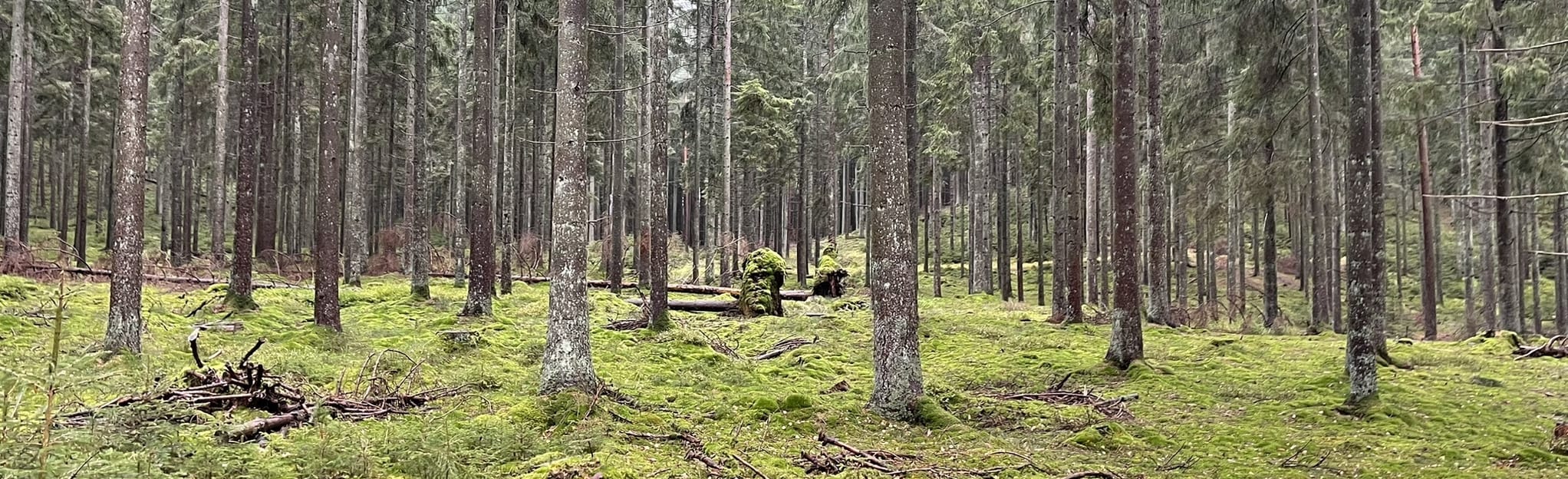 Nordskoven - Sokær, Central Denmark, Denmark - 13 Reviews, Map | AllTrails