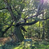 Heart of Savernake Forest Circular, Wiltshire, England - 133 Reviews ...