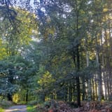 Heart of Savernake Forest Circular, Wiltshire, England - 133 Reviews ...