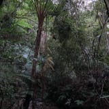Mount Ishikawa Loop, Okinawa, Japan - 216 Reviews, Map | AllTrails