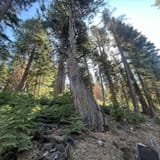Fallen Leaf Lake Trail, California - 1,110 Reviews, Map | AllTrails