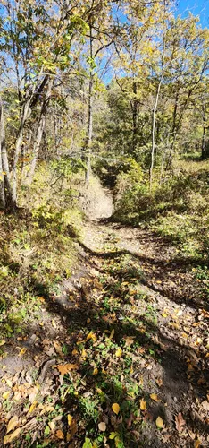 Best Hikes and Trails in Stephens State Forest | AllTrails