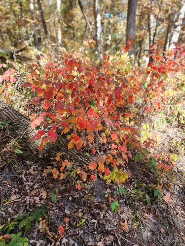 Best Hikes and Trails in Stephens State Forest | AllTrails