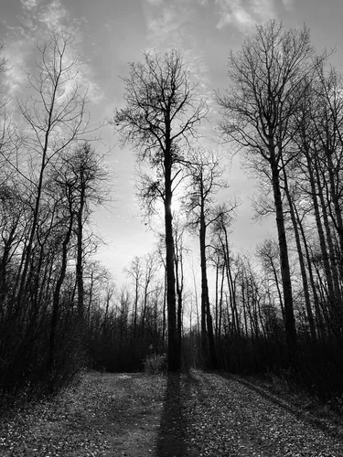 Best Hikes and Trails in Hasse Lake Park | AllTrails