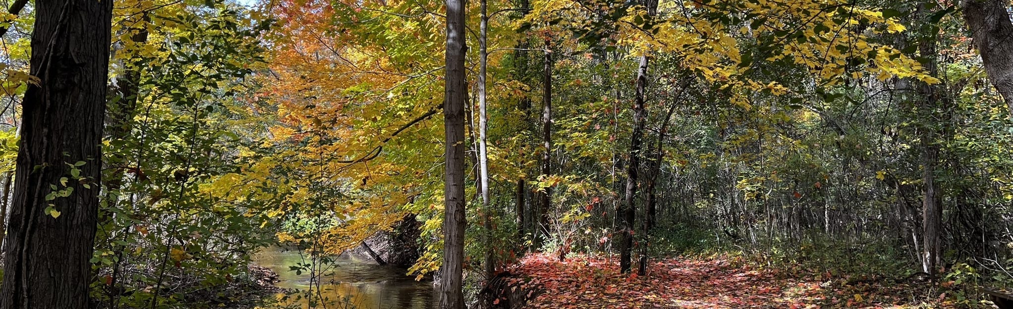 Library Trail, Michigan - 173 Reviews, Map | AllTrails