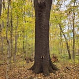 Nine Penny Branch Loop, Indiana - 598 Reviews, Map | AllTrails