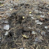 Blue Job Mountain Loop, New Hampshire - 1,892 Reviews, Map | AllTrails