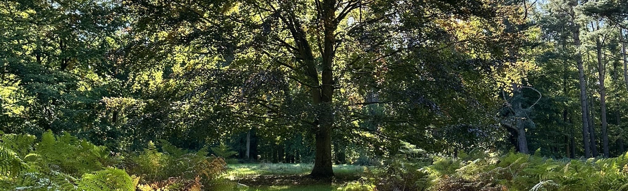 Binning Wood Circular, East Lothian, Scotland - 45 Reviews, Map | AllTrails