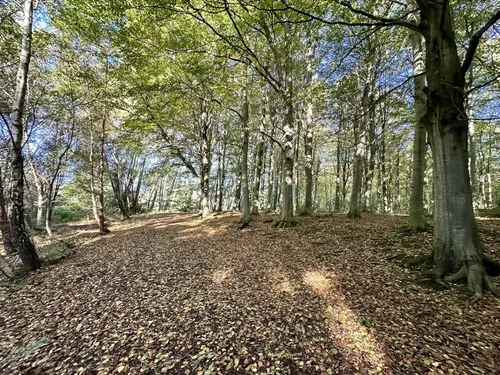 Best Hikes and Trails in Binning Wood | AllTrails