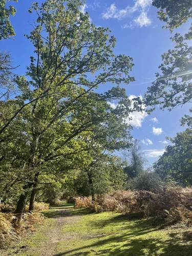 Best Beach Trails in Brockenhurst | AllTrails