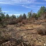 Lost Pines Trail, Texas - 651 Reviews, Map | AllTrails