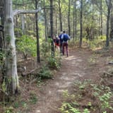 Lost Pines Trail, Texas - 651 Reviews, Map | AllTrails