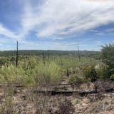Lost Pines Trail, Texas - 651 Reviews, Map | AllTrails