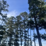 Lost Pines Trail, Texas - 651 Reviews, Map | AllTrails