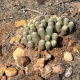 Lost Pines Trail, Texas - 651 Reviews, Map | AllTrails