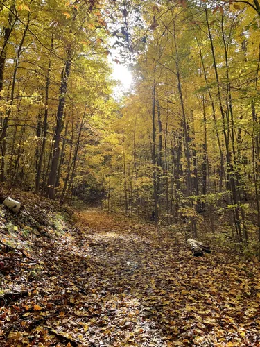 10 Best Walking Trails in Simcoe County Forest | AllTrails