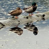 Addington Lookout, High Knoll, Lodge, Fern and Quarry Loop, British ...